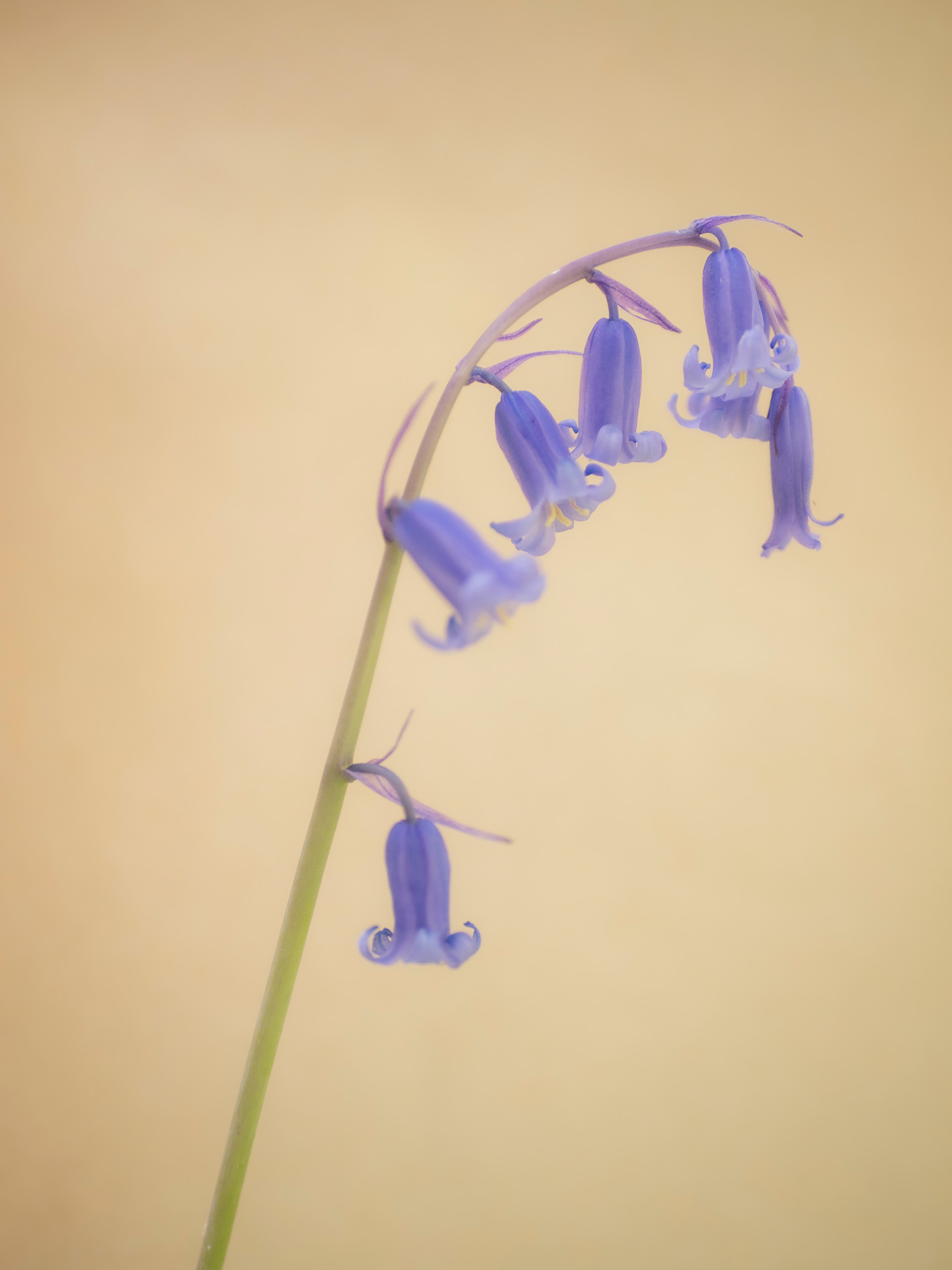 Wild Flora - Alex HB Designs