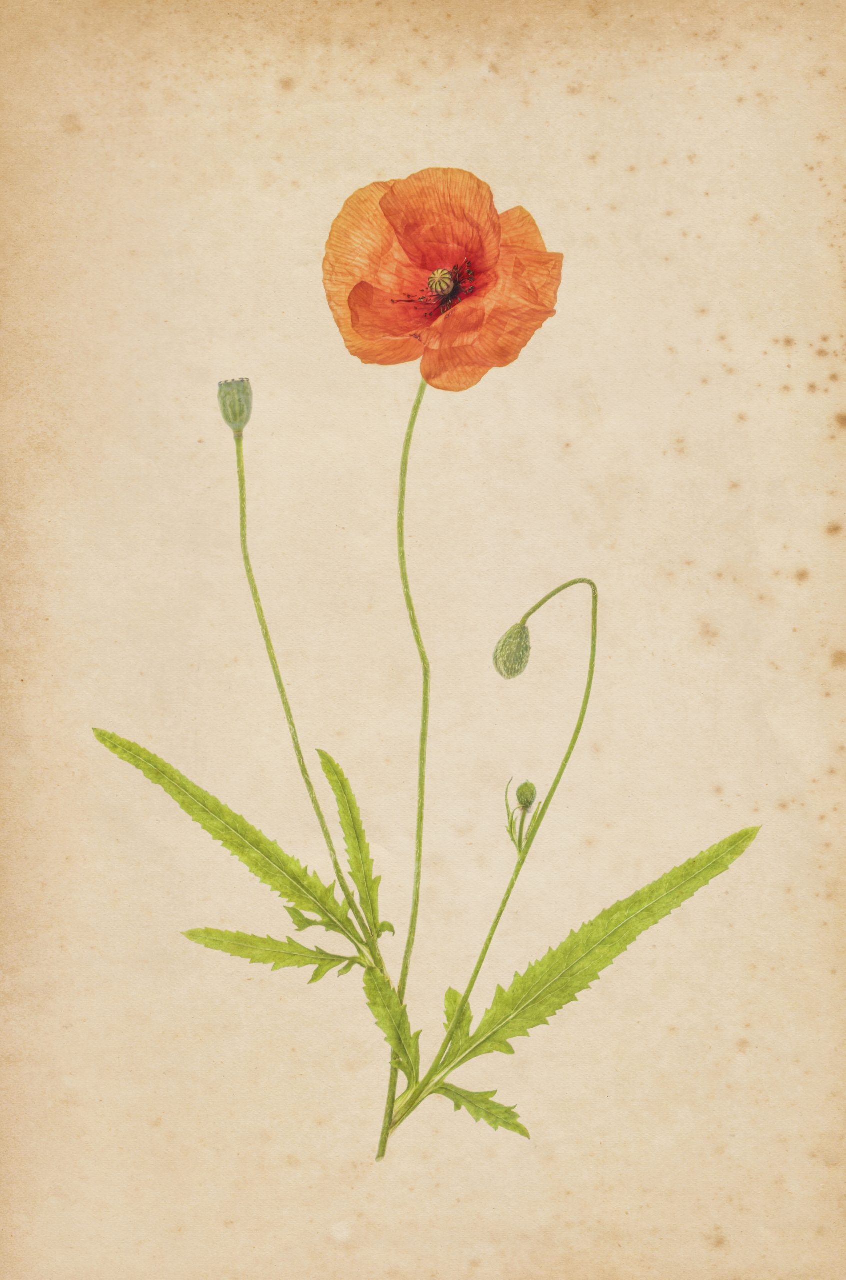 What is Botanical Photography? - Alex HB Designs