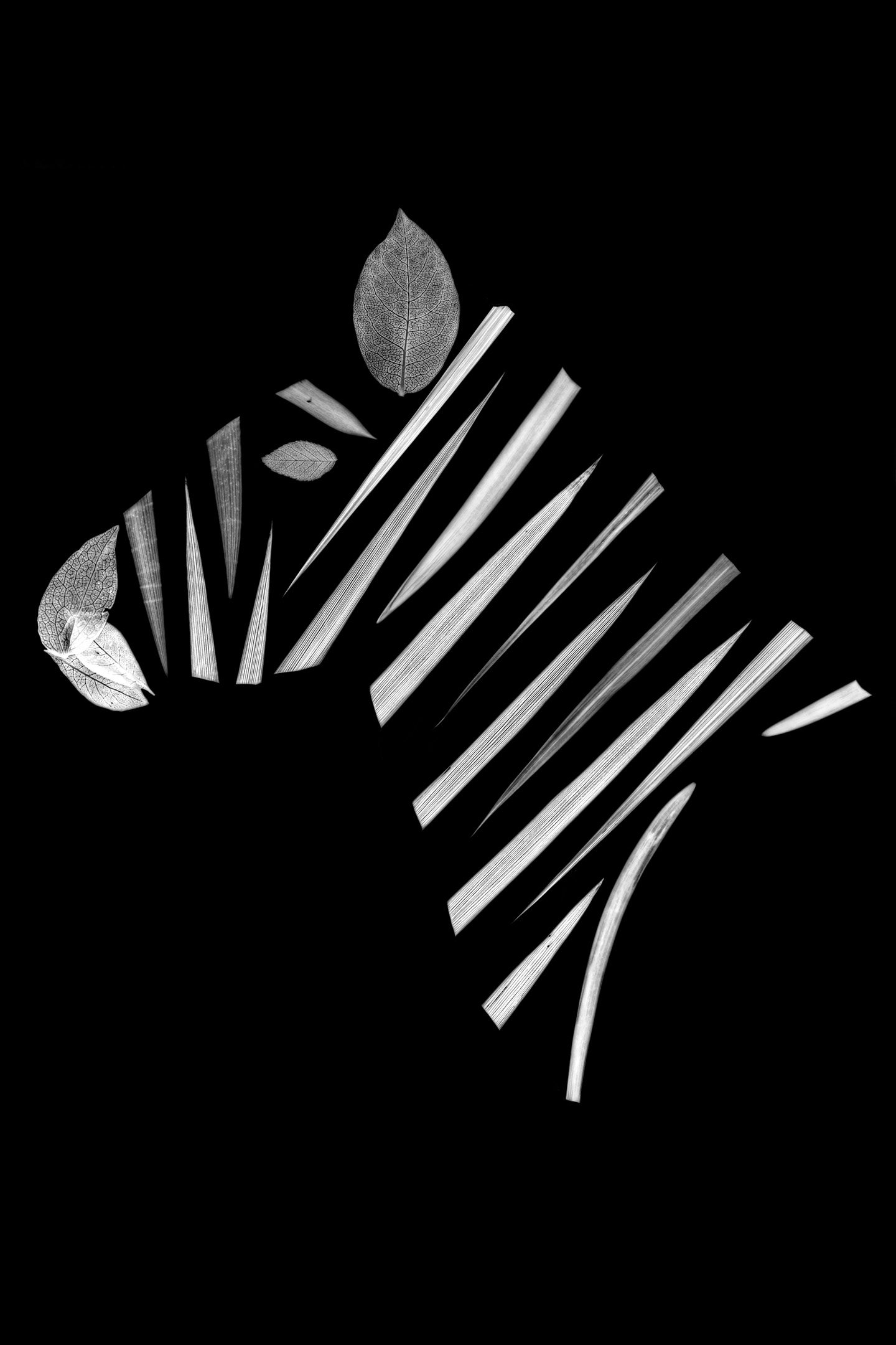 Flora and Fauna - Alex HB Designs